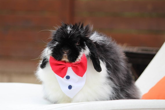 America Tuxedo for rabbits cats small dogs bunny and | Etsy