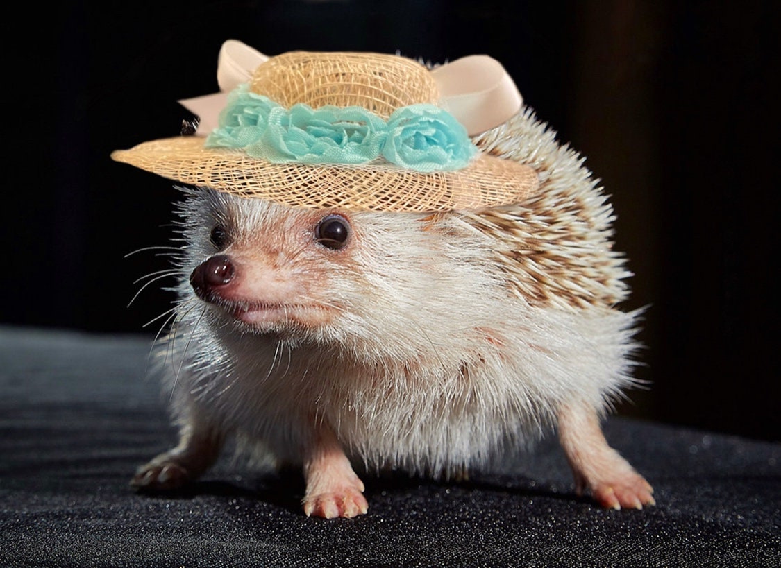 Hedgehogs In Hats