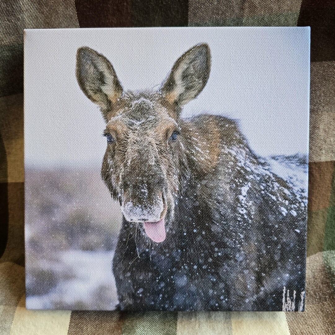 Goofy Cow Moose Portrait: Wyoming Wildlife Canvas Wall Art (8x8) - Etsy