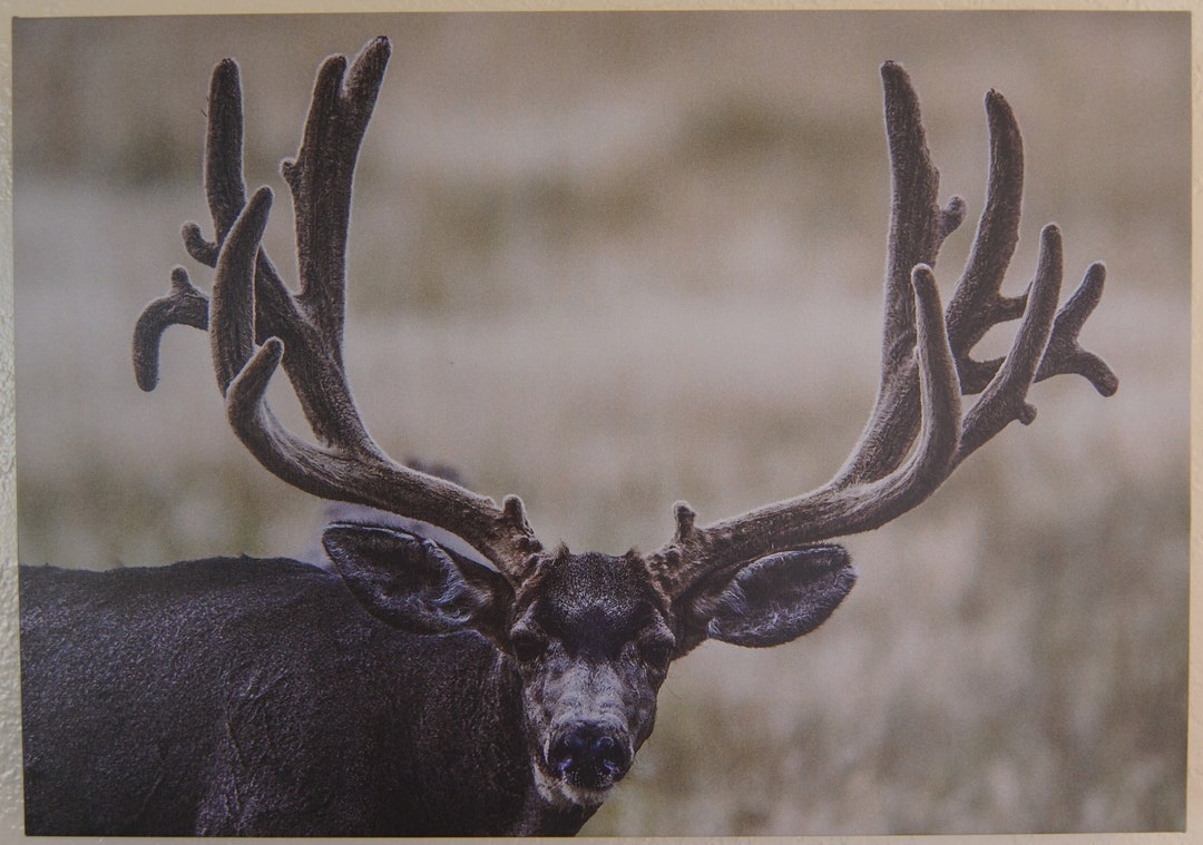 Mule Deer Buck Portrait Canvas Wall Art: Nature Reborn - Etsy