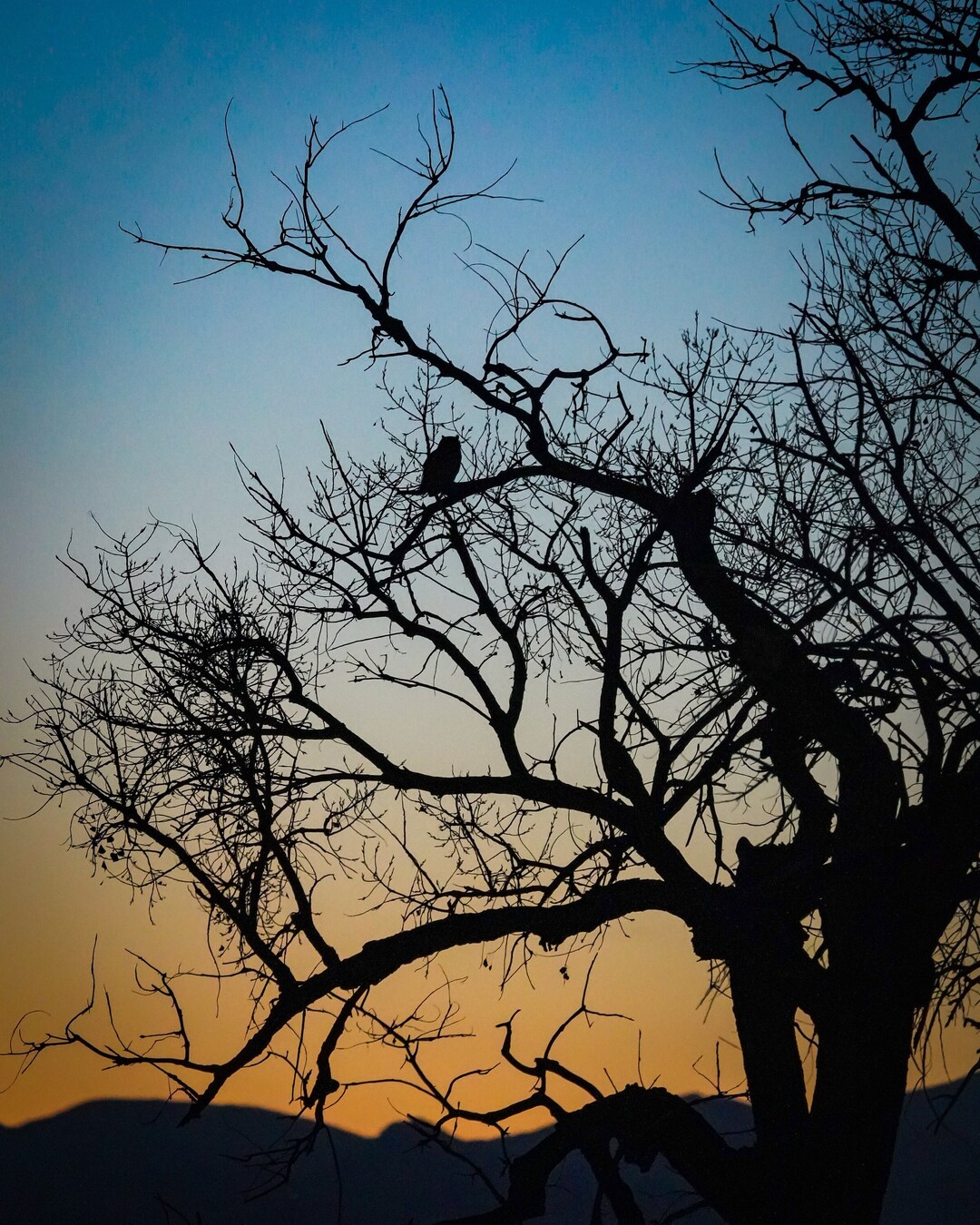 NEW! Sunset Owl Silhouette Matte Photo Print; a Great Horned Owl at ...
