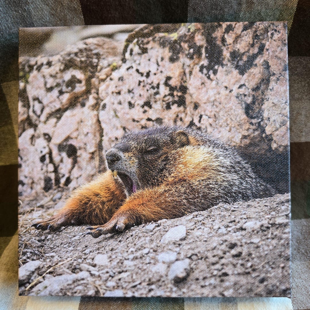 NEW! 8"x8" Canvas Wall Art of Yellow-bellied Marmot Waking up From a ...