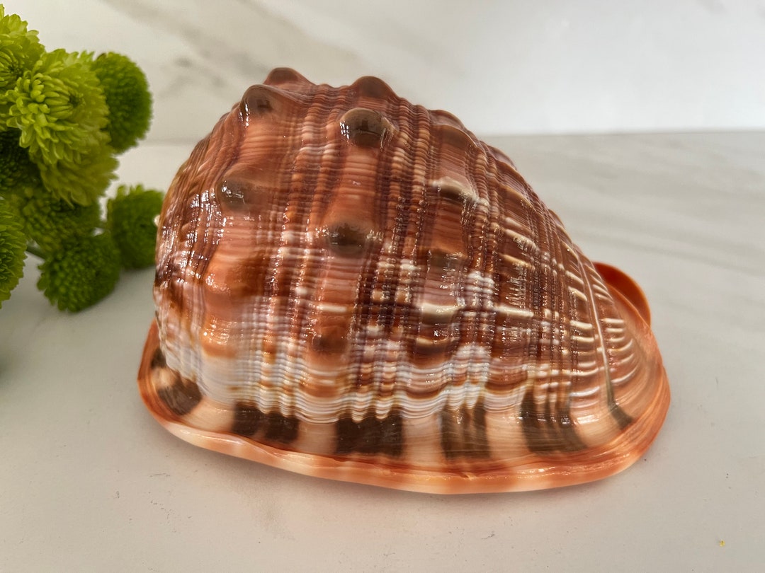 Vintage Snail Wanbao Conch Shell. - Etsy