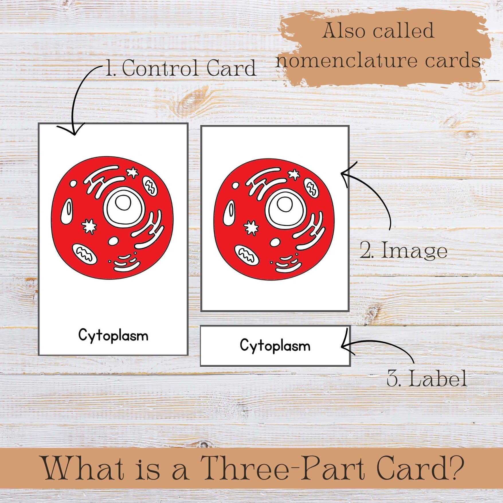 Plant & Animal Cell Structure, Part of Cell Worksheets, Cell Comparison ...