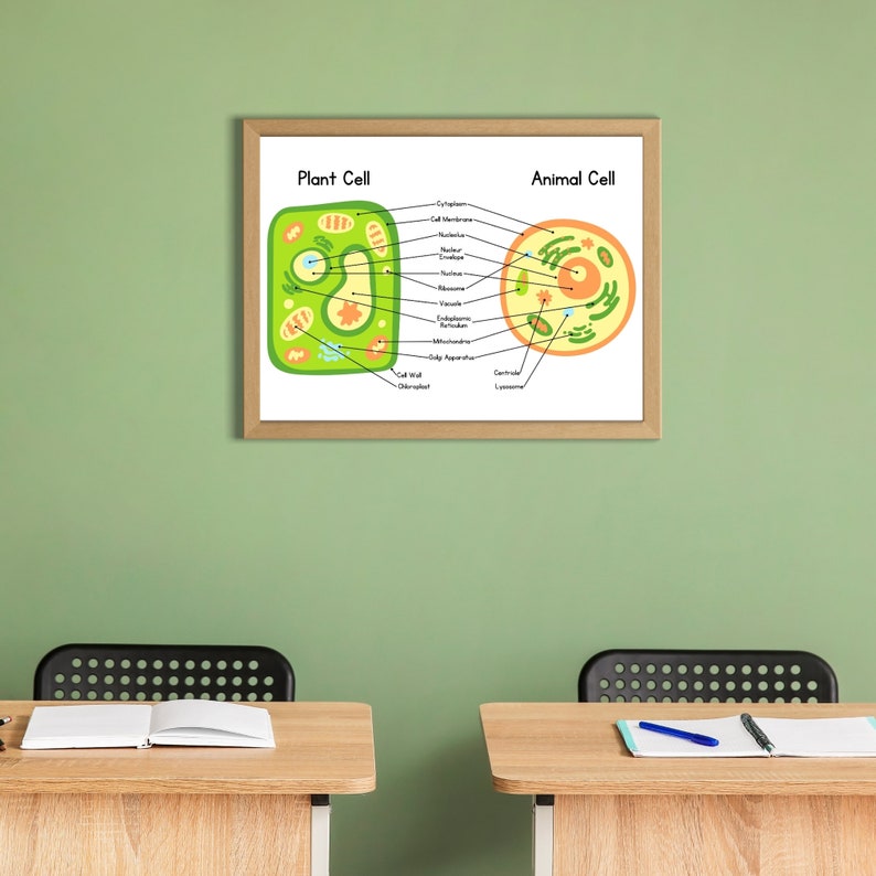 Plant & Animal Cell Structure, Part of Cell Worksheets, Cell Comparison ...