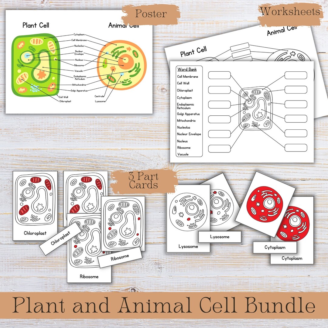 Plant & Animal Cell Structure, Part of Cell Worksheets, Cell Comparison ...