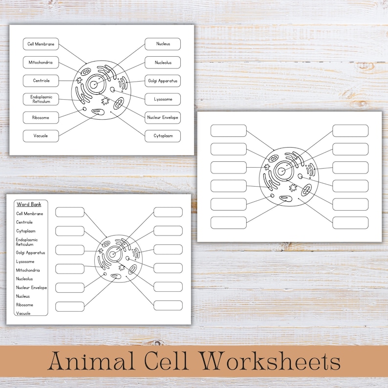 Plant & Animal Cell Structure, Part of Cell Worksheets, Cell Comparison ...