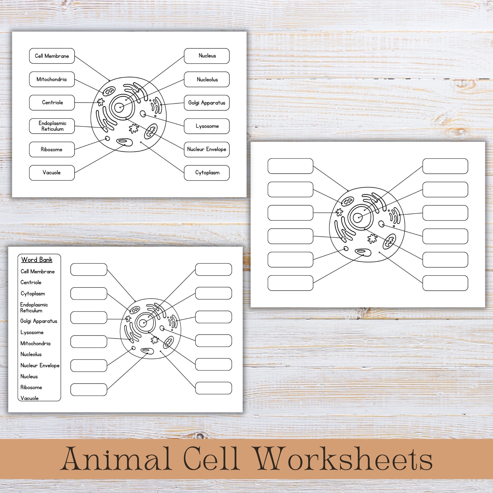 Plant & Animal Cell Structure, Part of Cell Worksheets, Cell Comparison ...