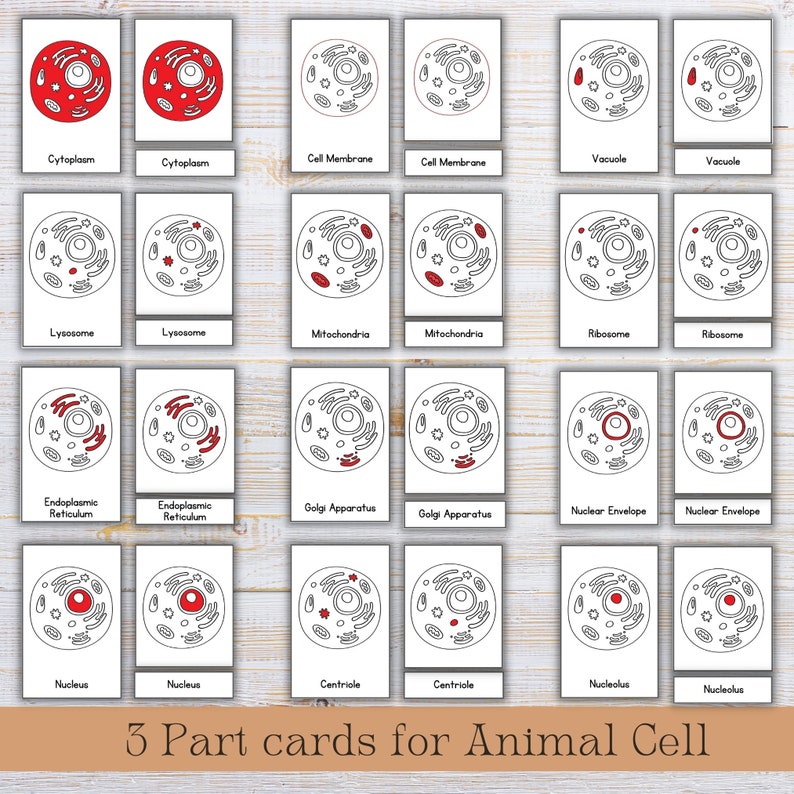 Plant & Animal Cell Structure, Part of Cell Worksheets, Cell Comparison ...