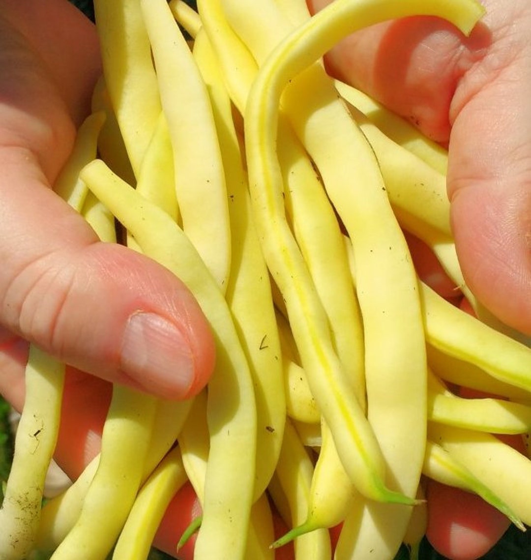 Carson Yellow Wax Bush Bean, 20 Seeds NON-GMO Organically Grown - Etsy