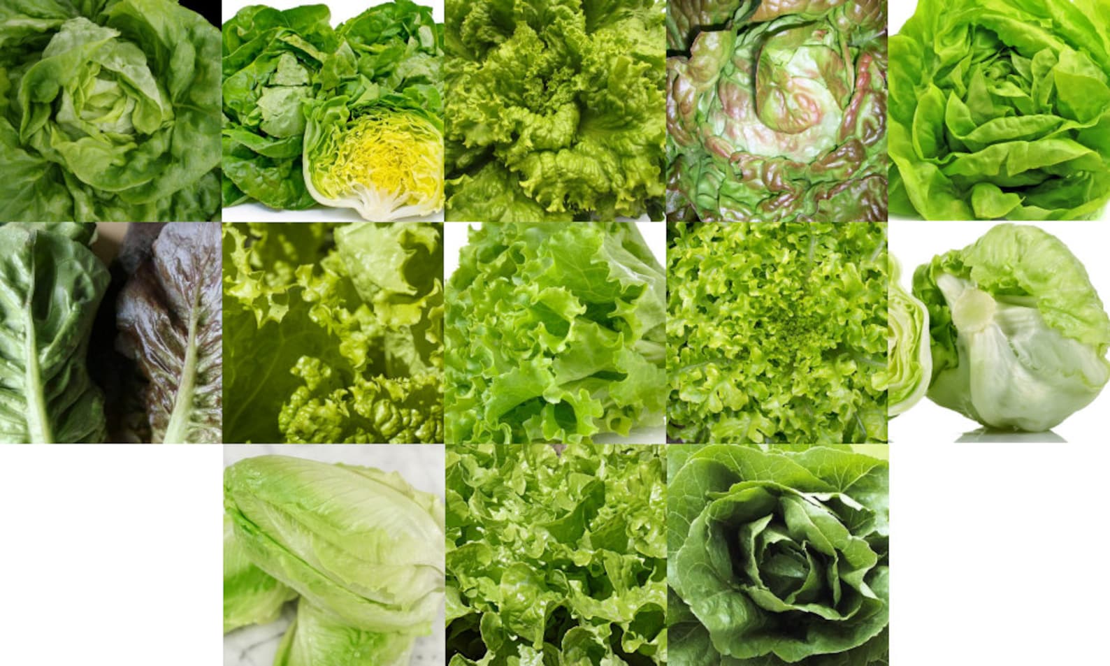 13-variety Lettuce Box Collection - NEW! - Etsy