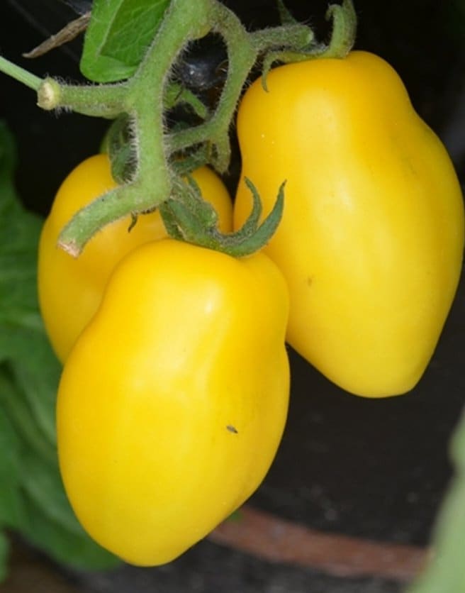 Banana Legs Tomato 25 Seeds NON-GMO Organically Grown - Etsy