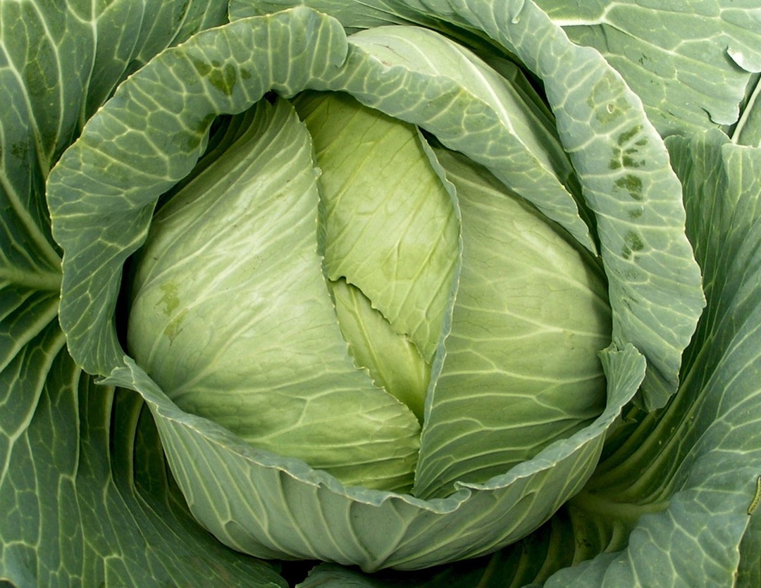 Late Flat Dutch Cabbage, 25 Seeds NON-GMO Organically Grown - Etsy