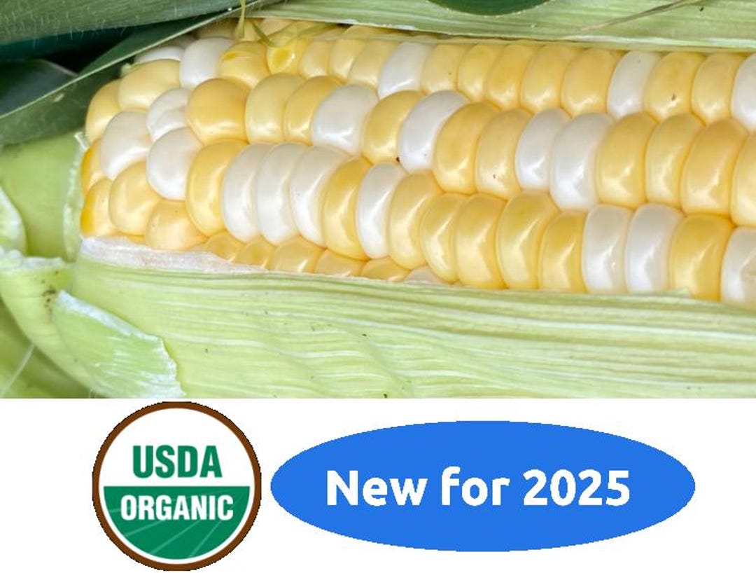 Double Standard Sweet Corn, 20 Seeds NON-GMO Certified Organic - Etsy