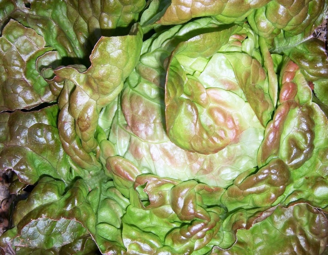 Bronze Mignonette Lettuce, 200+ Seeds NON-GMO Organically Grown - Etsy
