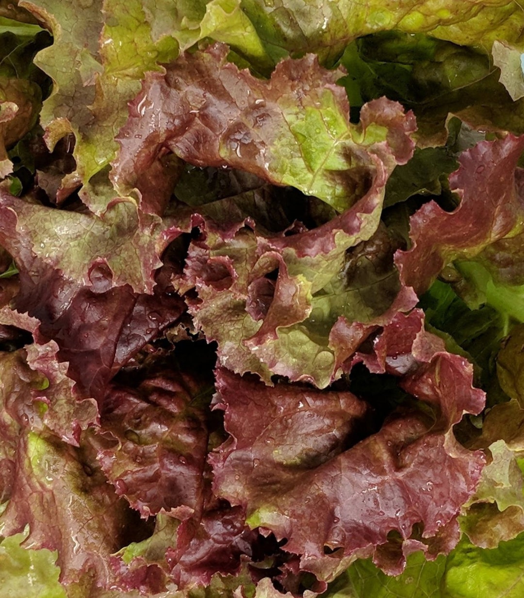 Prizehead Leaf Lettuce, 200+ Seeds NON-GMO Organically Grown - Etsy