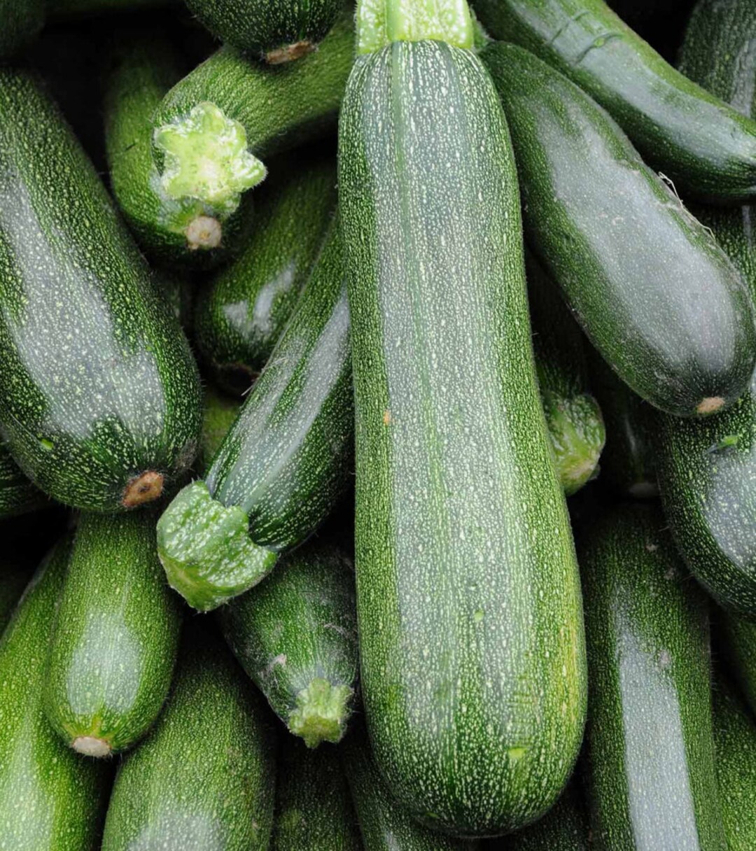 Grey Zucchini 10 Seeds NON-GMO Organically Grown - Etsy