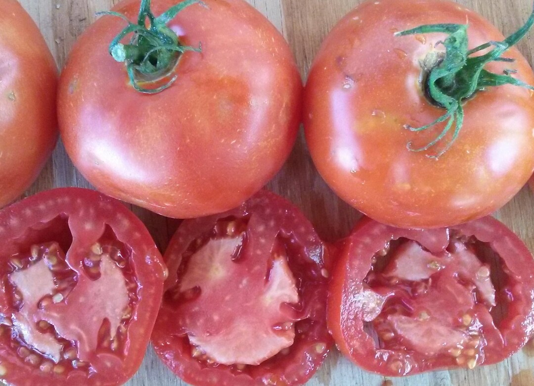 Boxcar Willie Tomato, 10 Seeds NON-GMO Organically Grown - Etsy