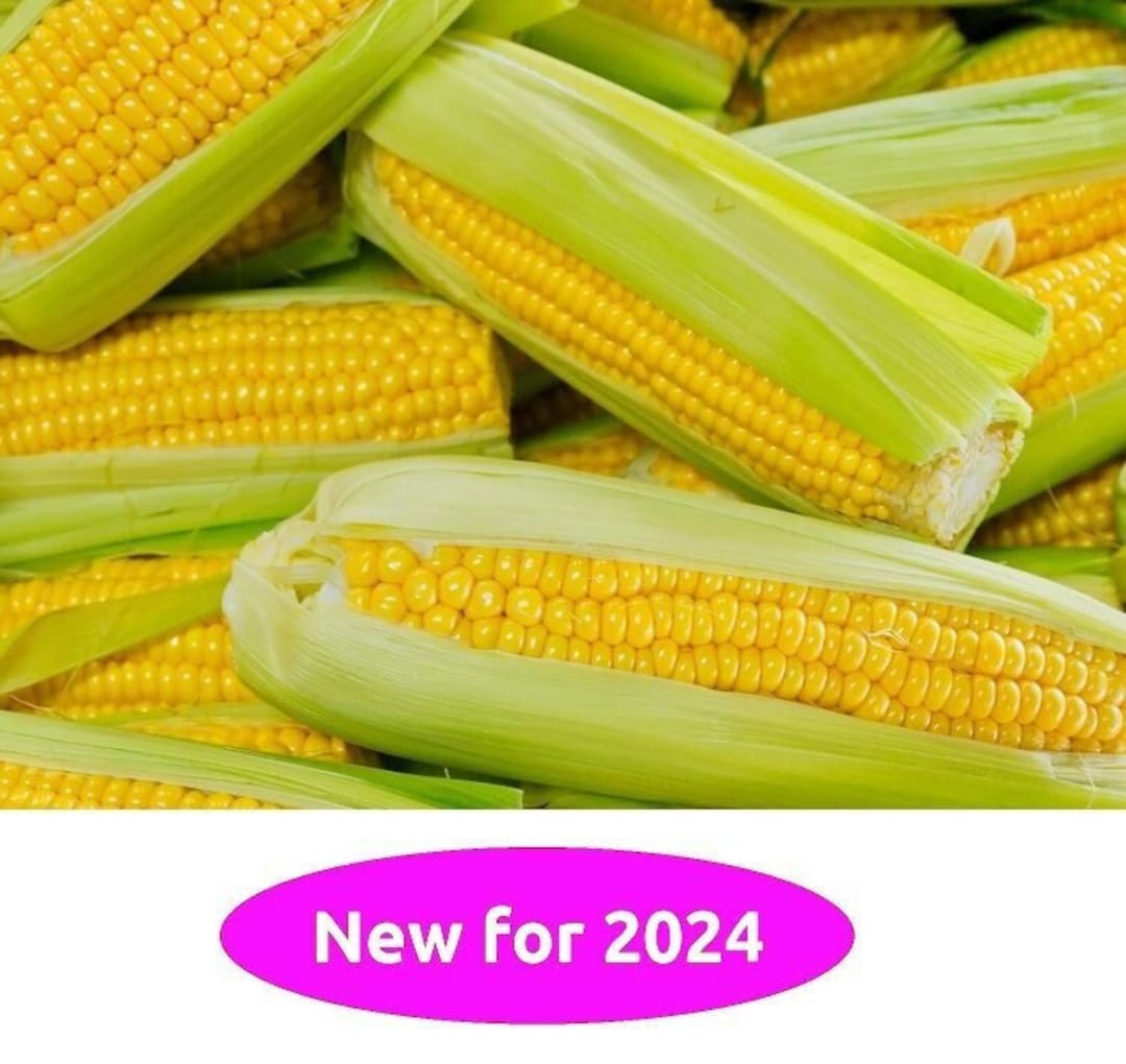 Golden Bantam Heirloom Sweet Corn, 20 Seeds NON-GMO Organically Grown ...