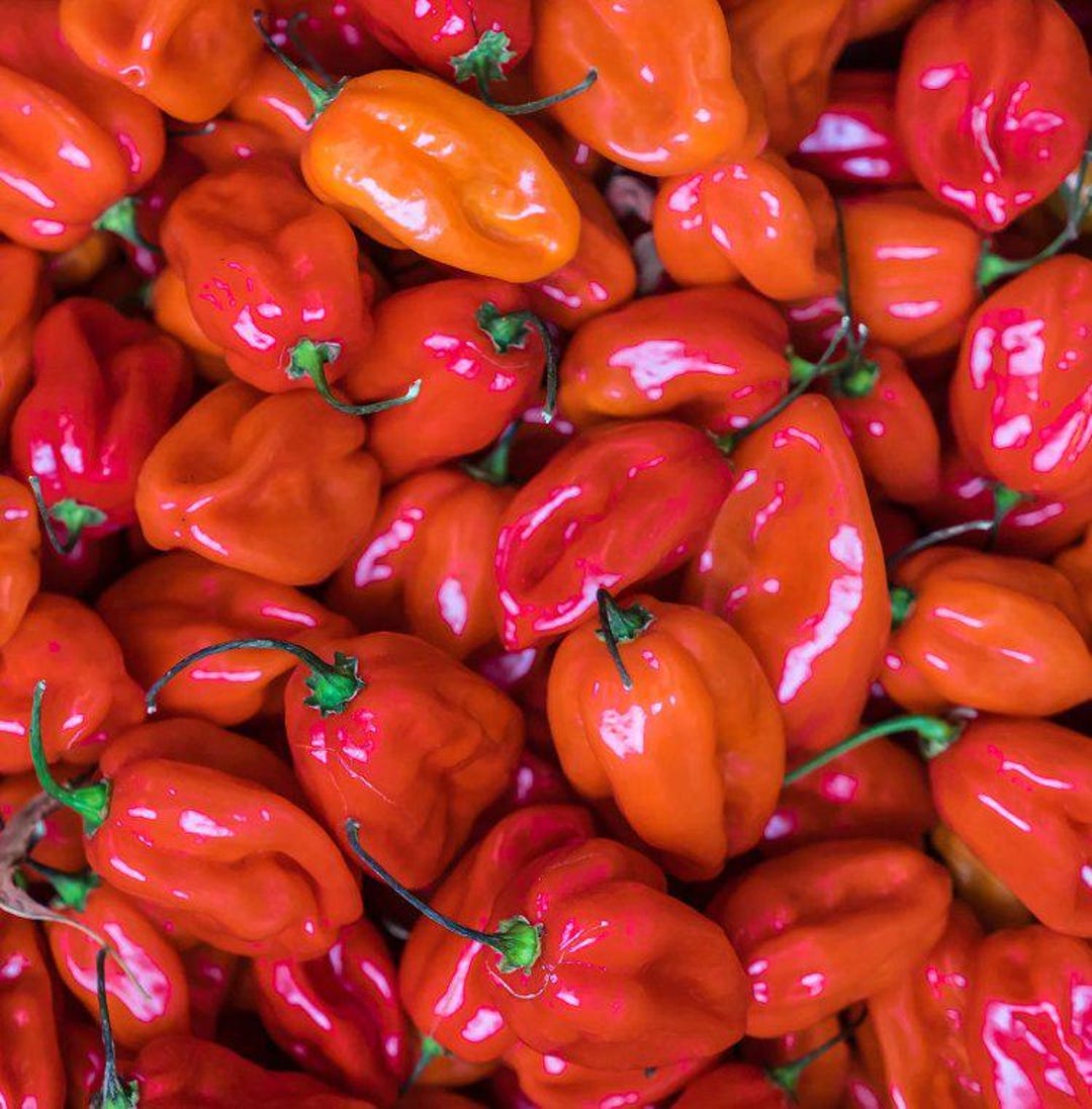 Red Scotch Bonnet Hot Pepper, 10 Seeds NON-GMO Organically Grown - Etsy