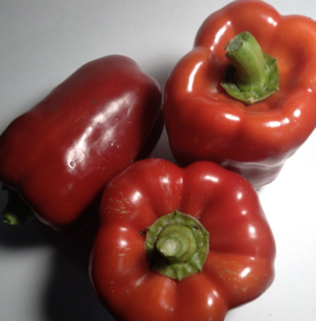 Quadrato D'asti Rosso Bell Pepper, RARE, 10 Seeds NON-GMO Organically ...