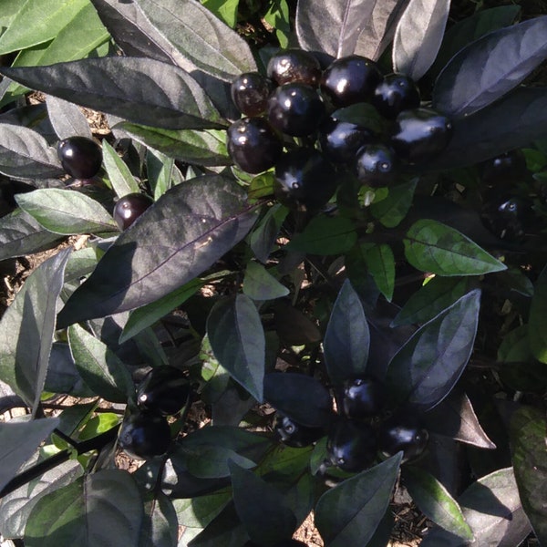 Ornamental Pepper - Etsy