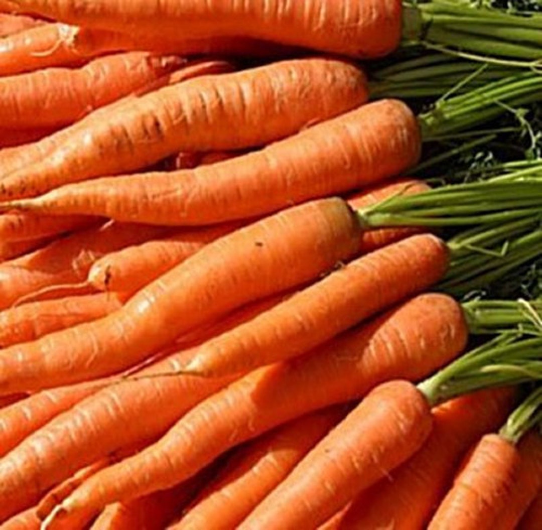 Little Finger Carrot, 200+ Seeds NON-GMO Organically Grown - Etsy