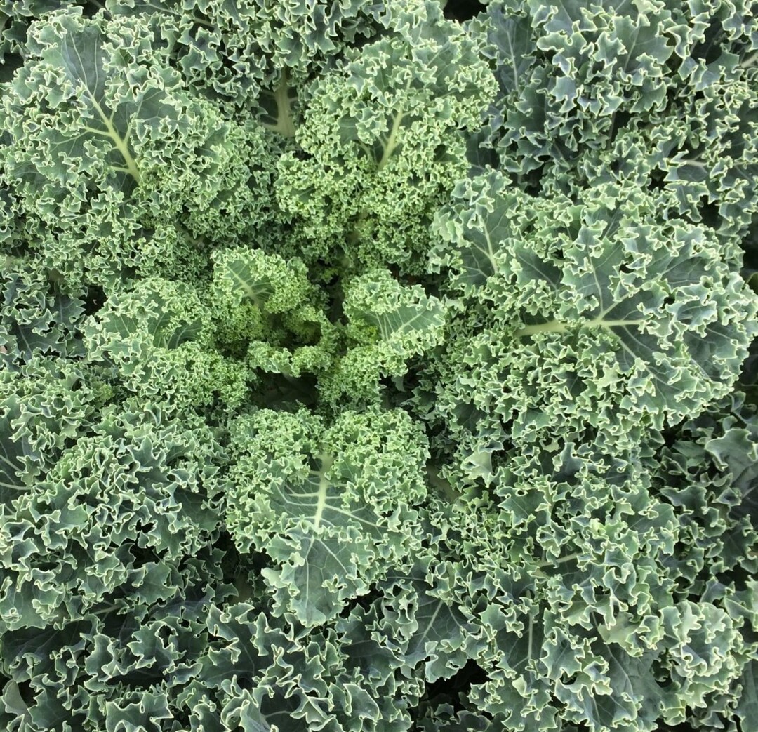 Blue Curled Scotch Kale, 25+ Seeds NON-GMO Organically Grown - Etsy