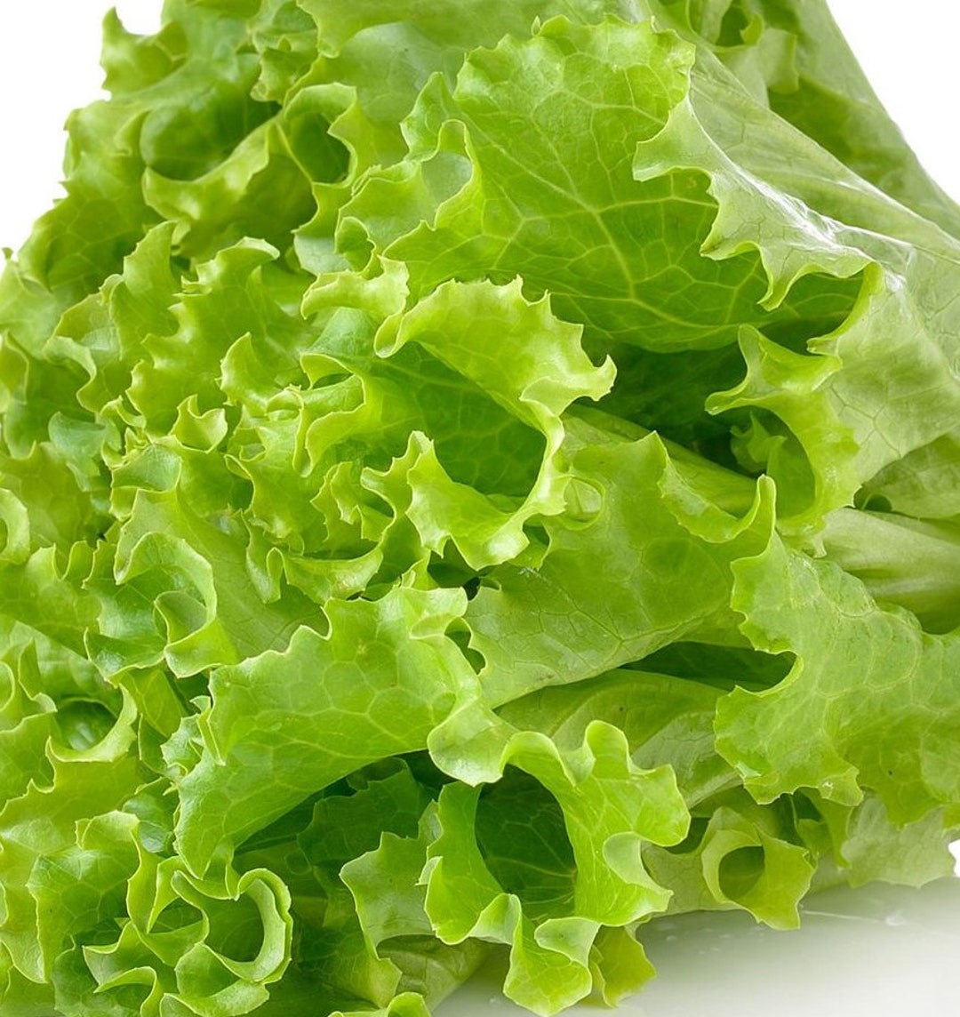 Green Leaf Lettuce, 200+ Seeds NON-GMO Organically Grown - Etsy