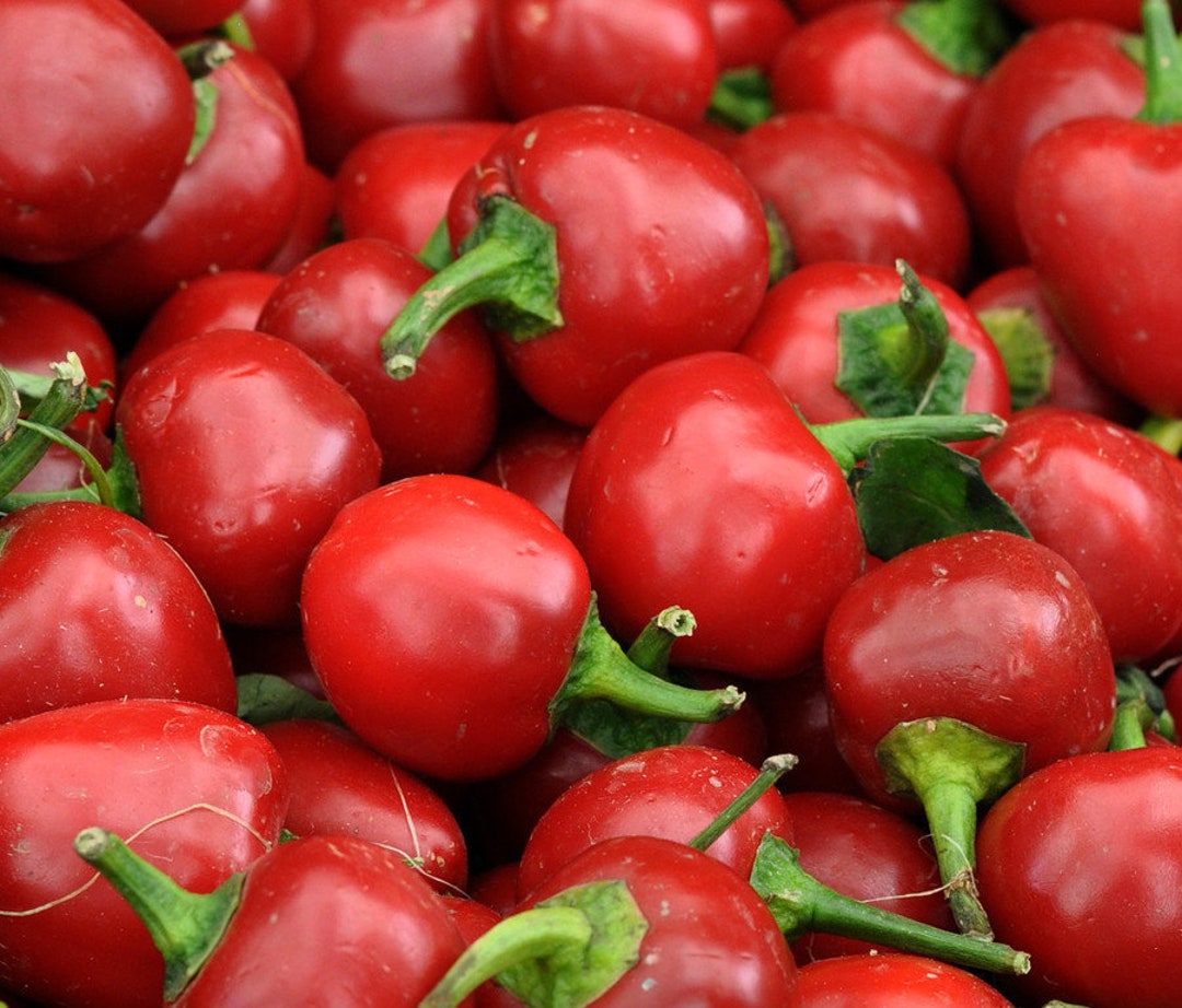 Cherry Bomb Pepper, 15 Seeds NON-GMO Organically Grown - Etsy