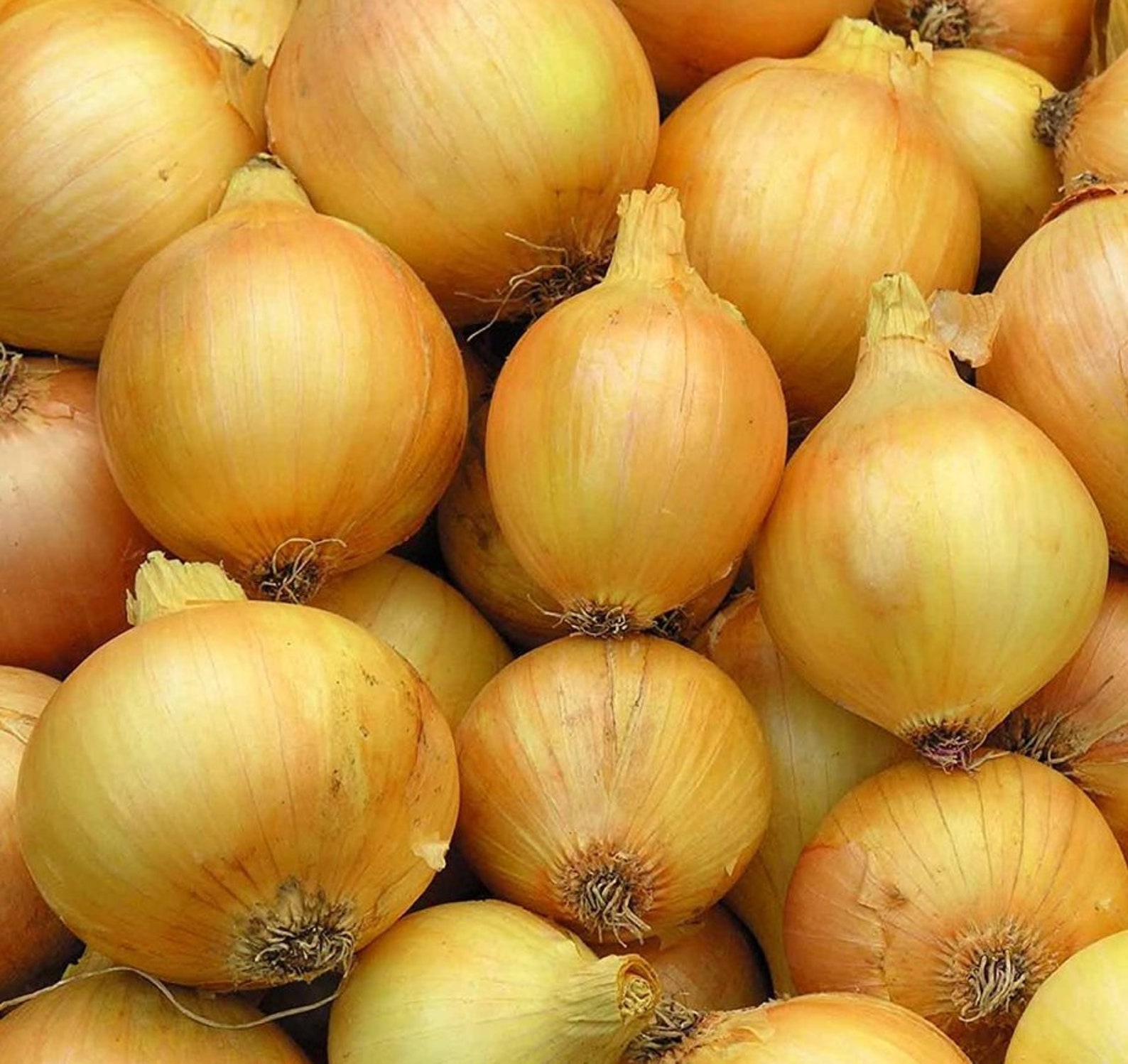 Utah Yellow Sweet Spanish Onion 25 Seeds NON-GMO Organically - Etsy