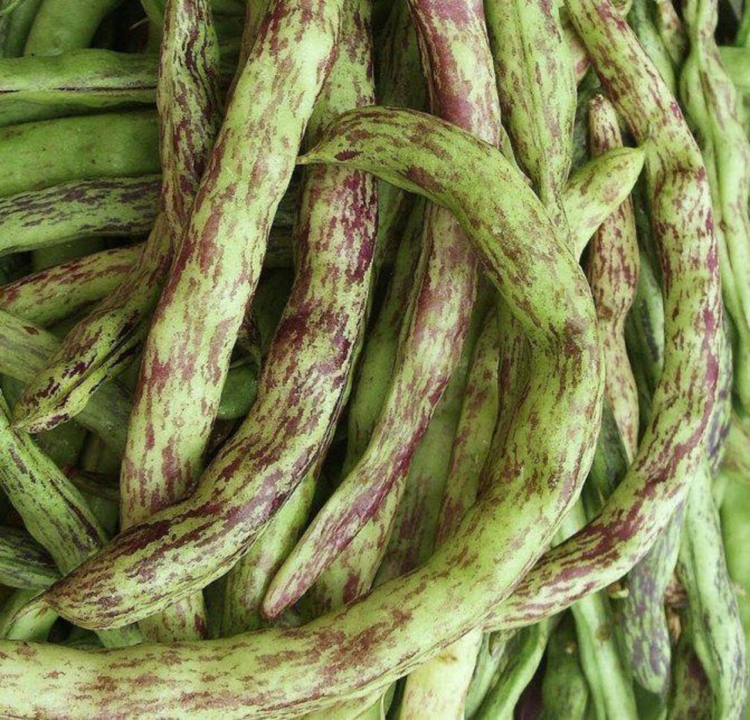 Rattlesnake Pole Bean, 20 Seeds NON-GMO Organically Grown - Etsy