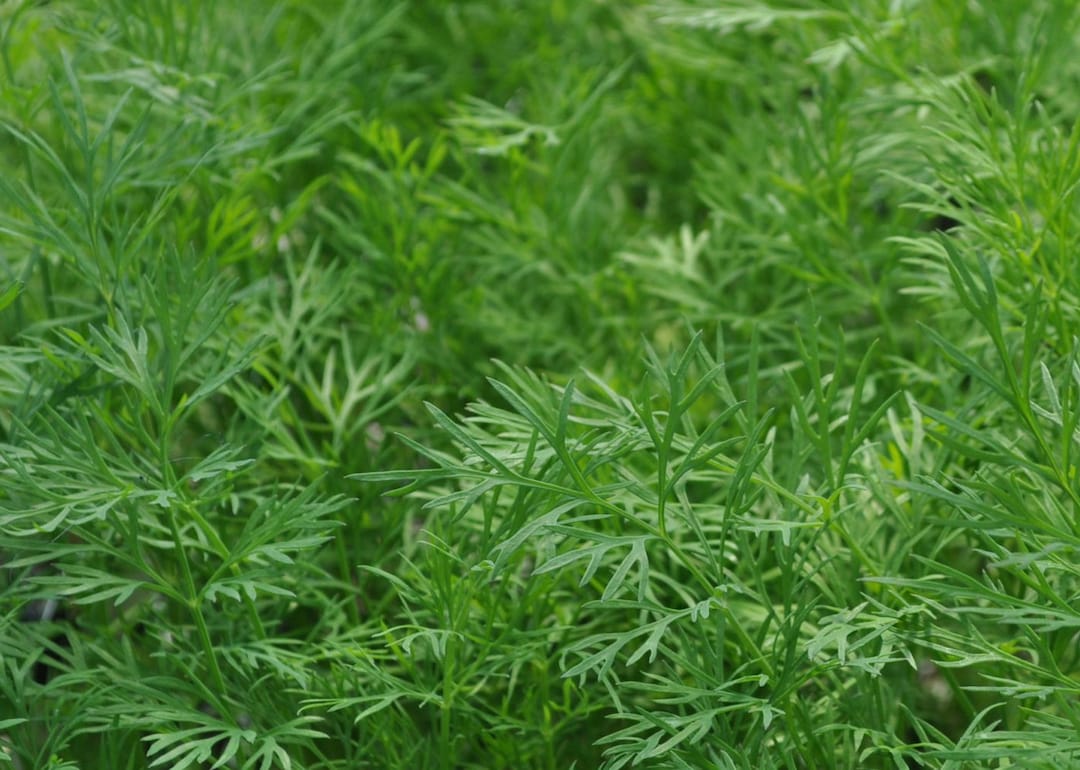 Dukat Dill, 25 Seeds NON-GMO Organically Grown - Etsy