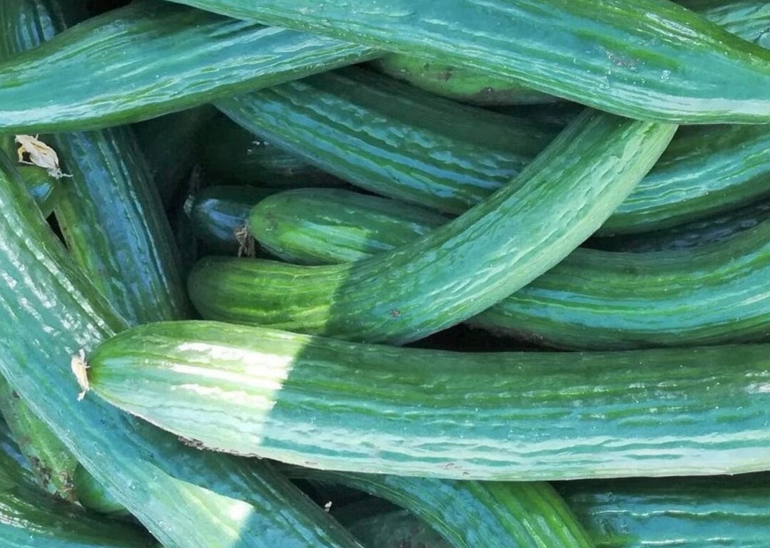 Dark Armenian Cucumber, 20 Seeds NON-GMO Organically Grown - Etsy