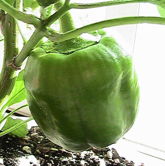 Outdoor & Gardening 10 Big Dipper Sweet Bell Pepper Seeds NON-GMO ...