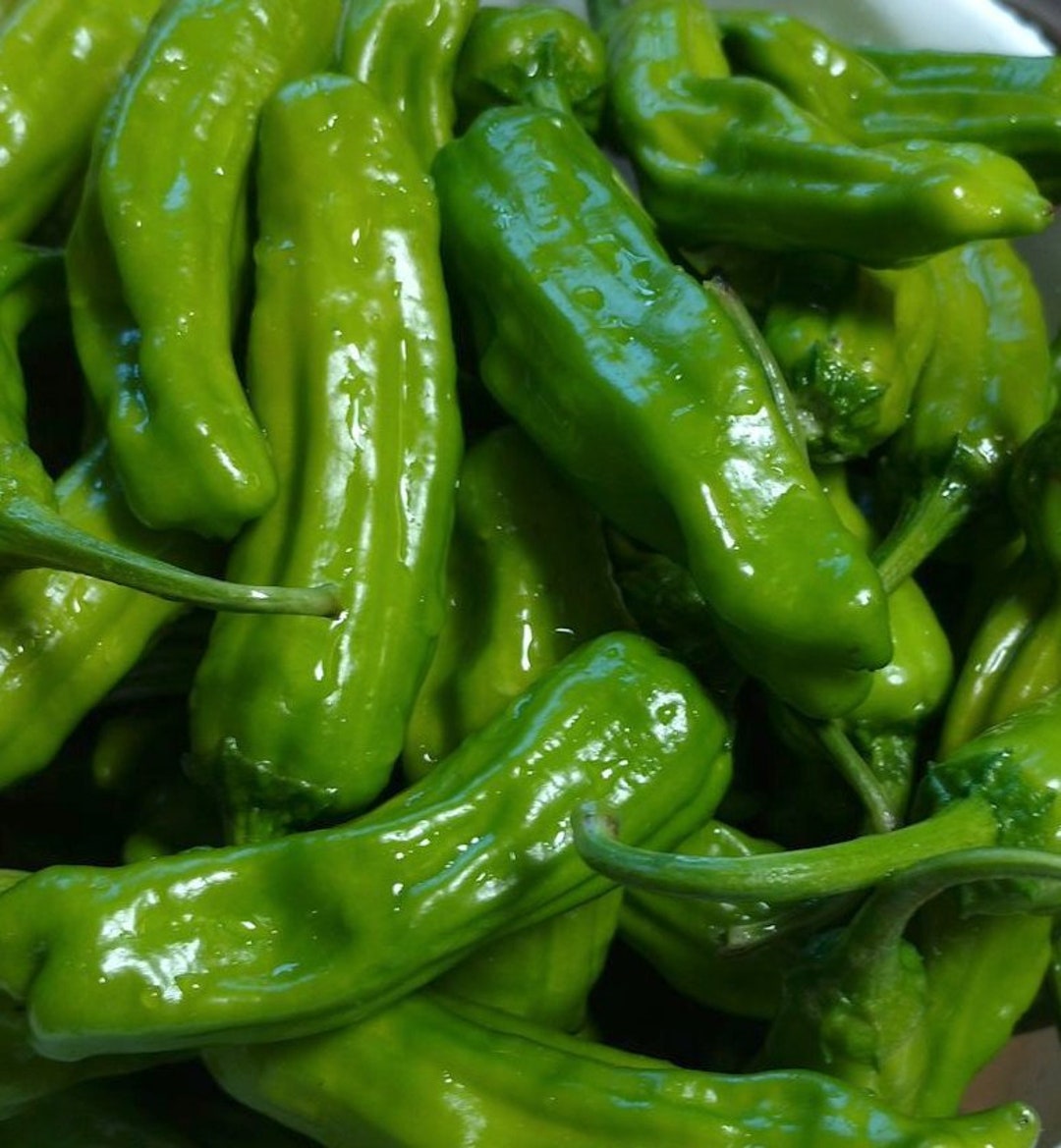 Italian Pepperoncini Pepper, 25 Seeds NON-GMO Organically Grown - Etsy