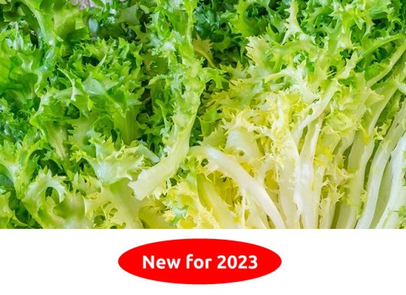 Frisee Endive 200 Seeds NON-GMO Organically Grown - Etsy