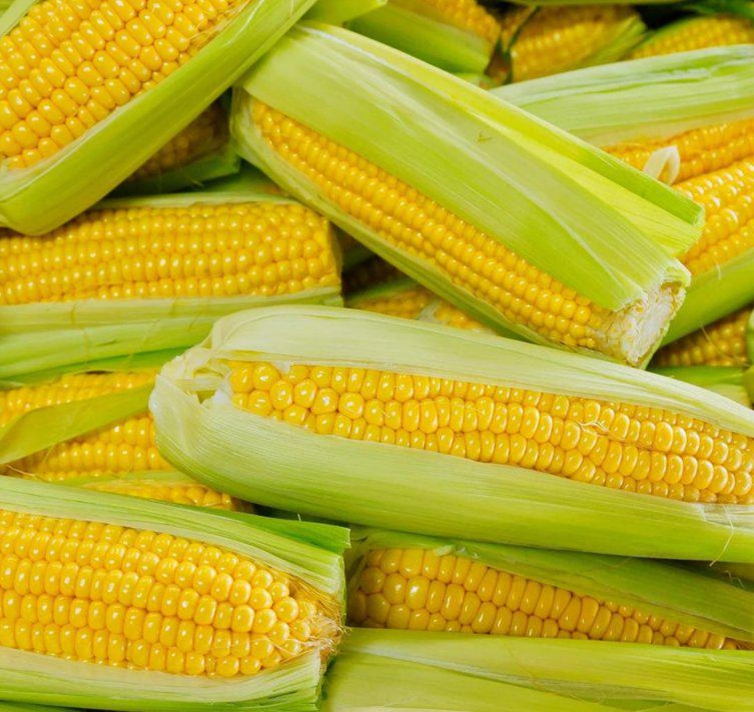 Golden Bantam Heirloom Sweet Corn, 20 Seeds NON-GMO Organically Grown ...