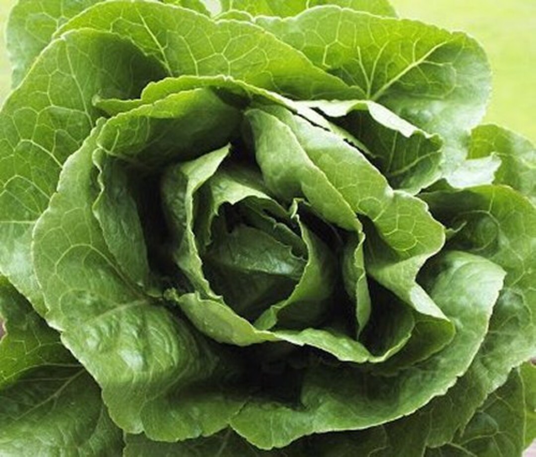 Parris Island Cos Lettuce, 200+ Seeds NON-GMO Organically Grown - Etsy