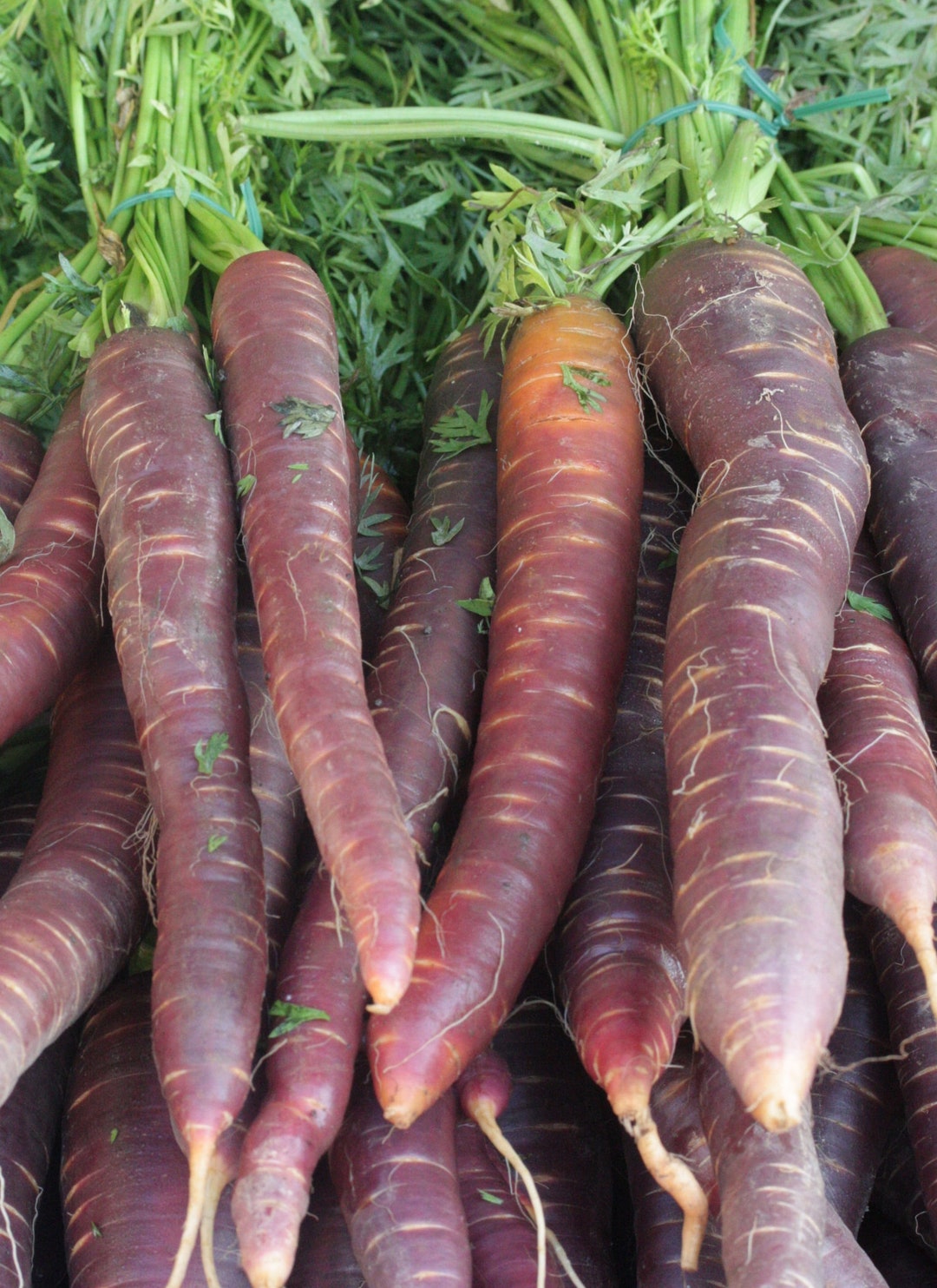Cosmic Purple Carrot, 200+ Seeds NON-GMO Organically Grown - Etsy