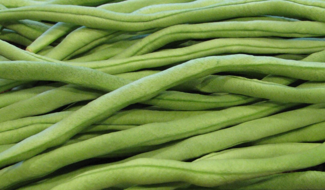 Fortex Vining Pole Bean, 20 Seeds NON-GMO Organically Grown - Etsy
