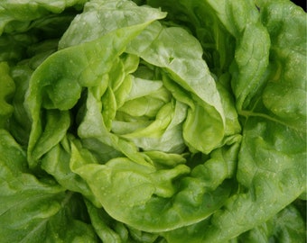 3000 BIBB BUTTERHEAD Lettuce Seeds- Heirloom-non GMO - Etsy