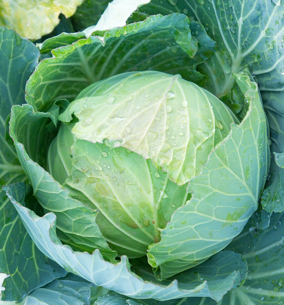 Danish Ballhead Cabbage, 25 Seeds NON-GMO Organically Grown - Etsy