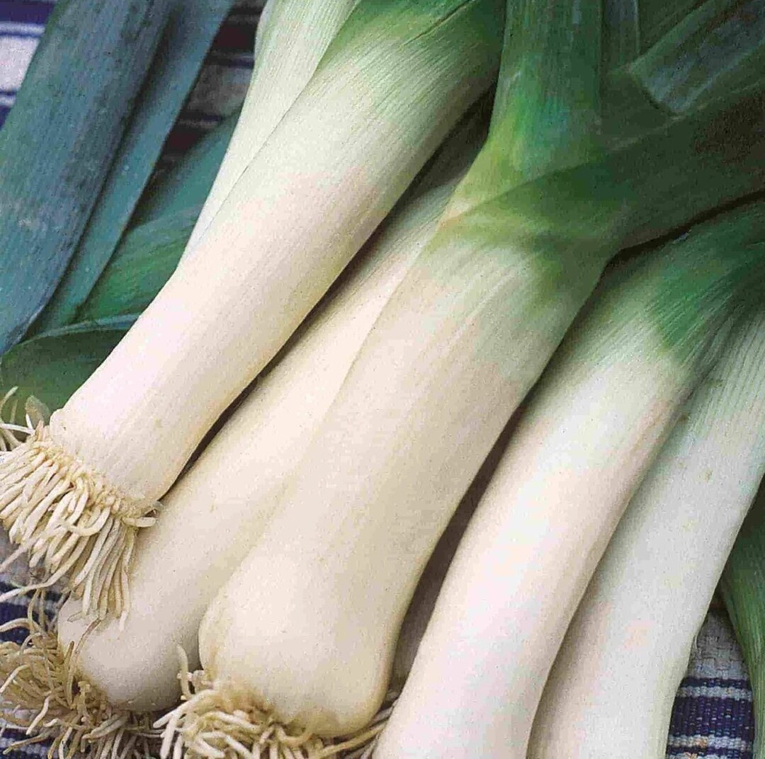 American Flag Leek, 25+ Seeds NON-GMO Organically Grown - Etsy