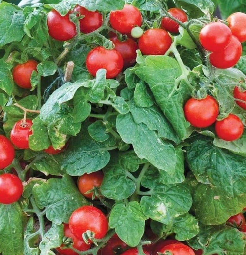 Tiny Tim Tomato 20 Seeds NON-GMO Organically Grown - Etsy