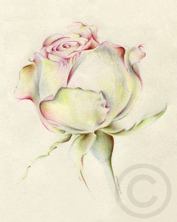 Rose Art Botanical Rose Art Antique Rose Art Print | Etsy