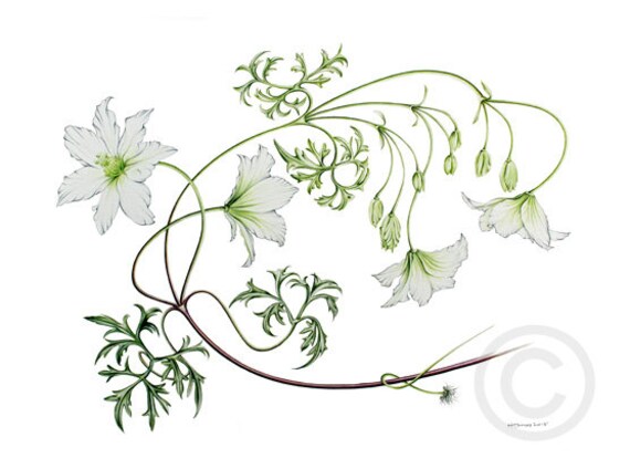 Clematis Art Print Floral Art Botanical Art Print White | Etsy