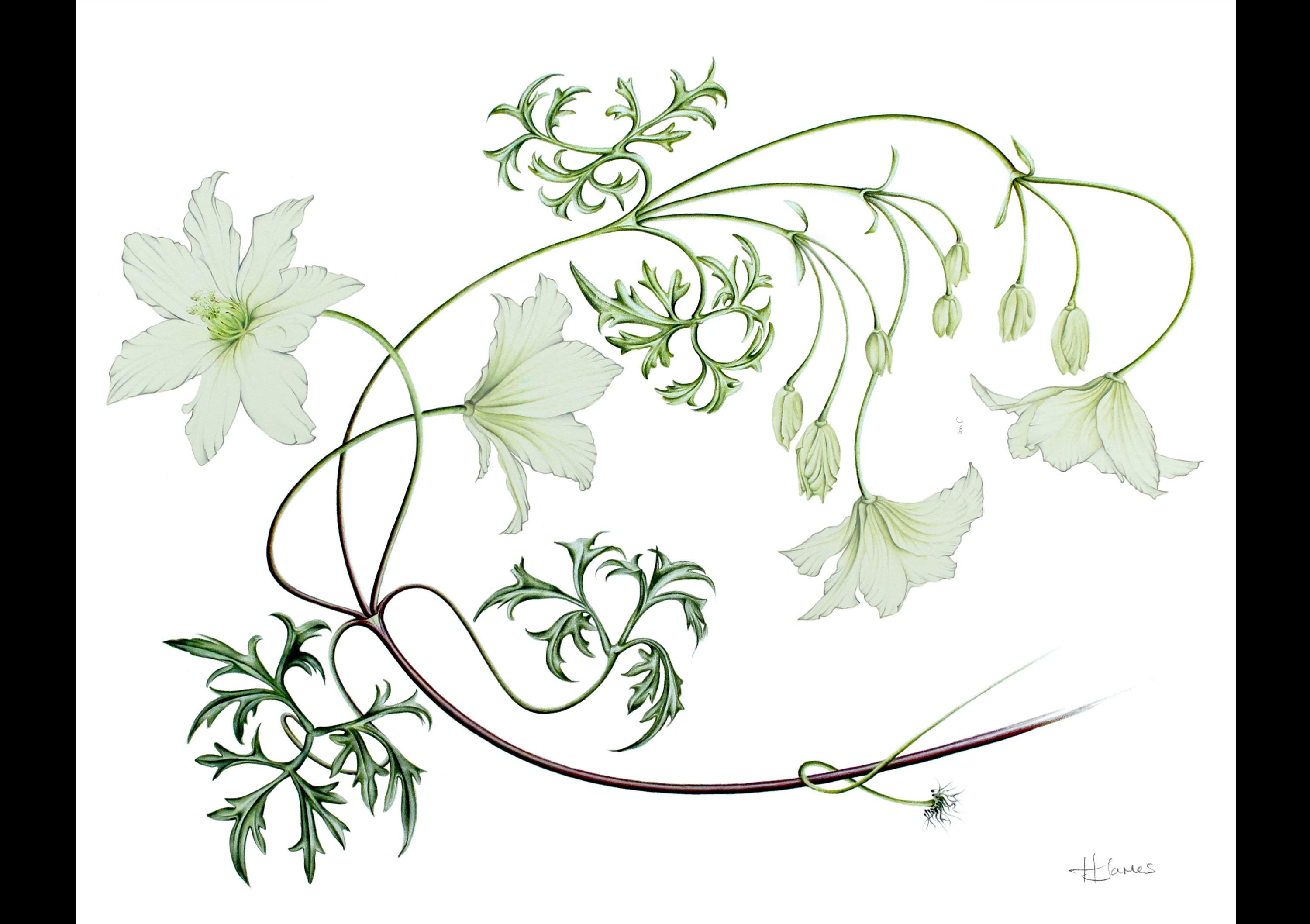 Clematis Art Print, Floral Art, Botanical Art Print, Botanical Flowers ...