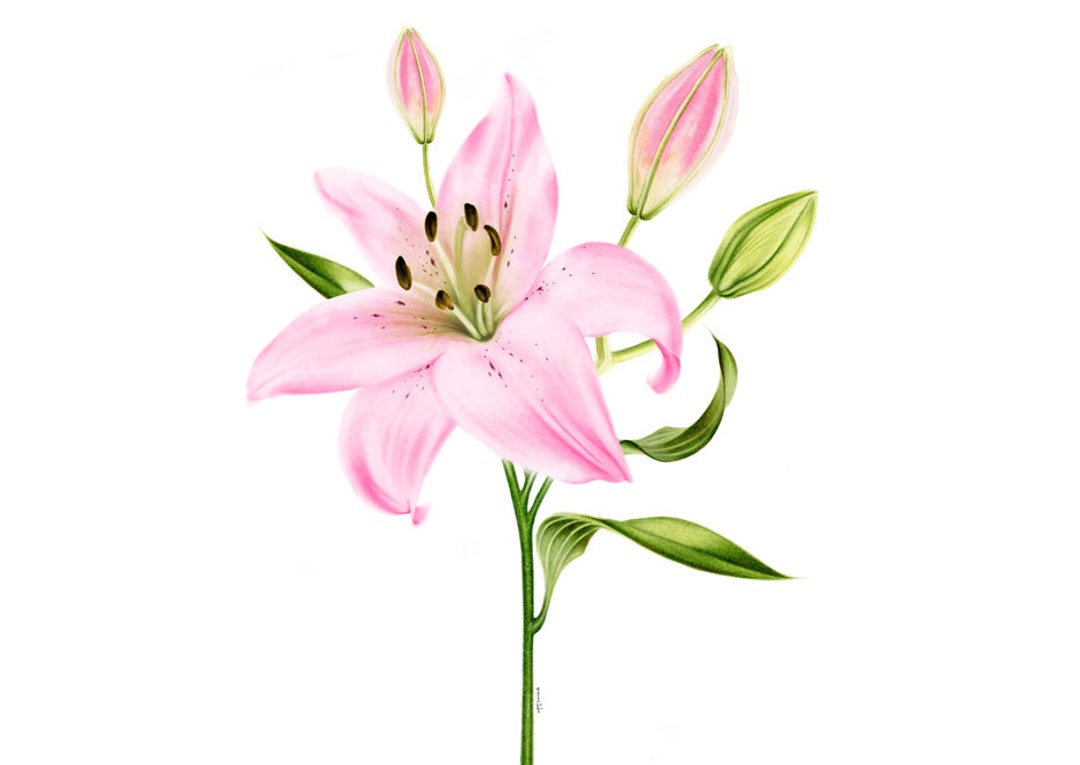Pink Lily Botanical Art Print Pink Lily Painting Watercolour Floral Art ...