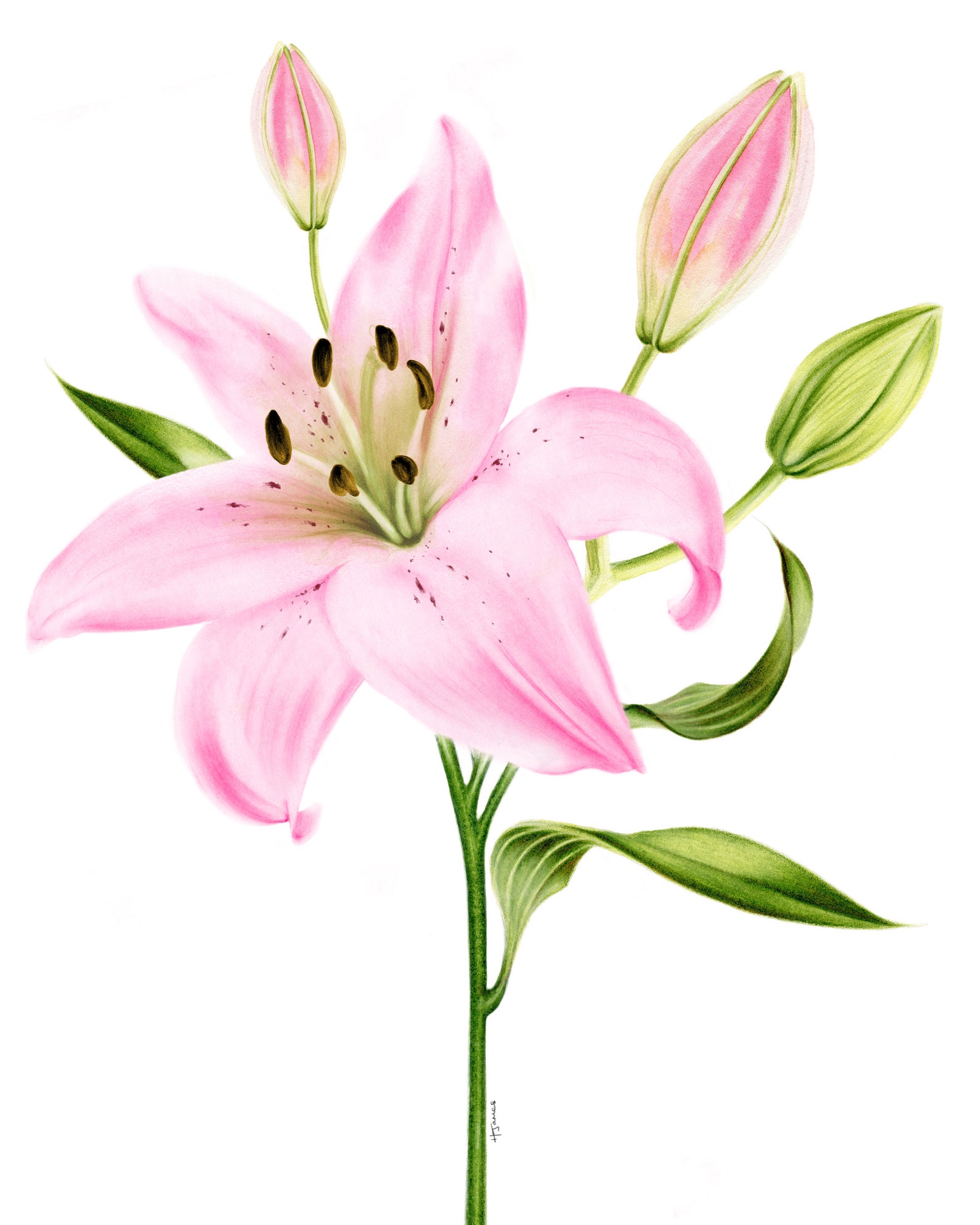Pink Lily Botanical Art Print; Pink Lily Painting; Watercolour Floral ...